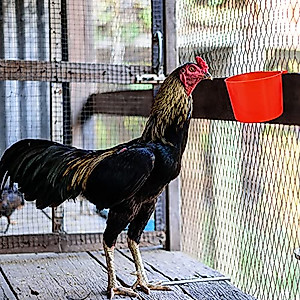 50 Pieces Cage Cups Plastic Hanging Bird Feeding Cups Universal Cage Cups Birds Feeders Seed Bowl Chicken Feeding Watering Dish with Hooks for Pet Pigeon Parrot Parakeet Poultry (Red)