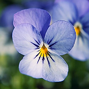 Pansy Seeds Viola Wittrockiana Perennial Fragrant Evergreen Deer Resistant Bed Border Edging Container Otdoor 250Pcs Mixed Colors Flower Seeds by YEGAOL Garden
