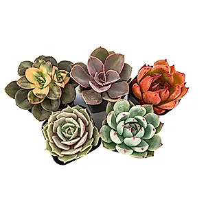 Live Succulent Plants (5 Pack), 2" Live Succulents Fully Rooted in Grower Pots, Succulent Plants Live, by The Succulent Cult