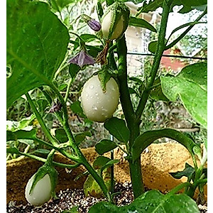 25 Pianta Delle Uova Seeds, Excellent italian Small white Eggplant