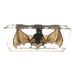 X-Large Taxidermy Real Bat Specimens Science Classroom Specimen for Science Education（7.9x3.6x1.6 inch）