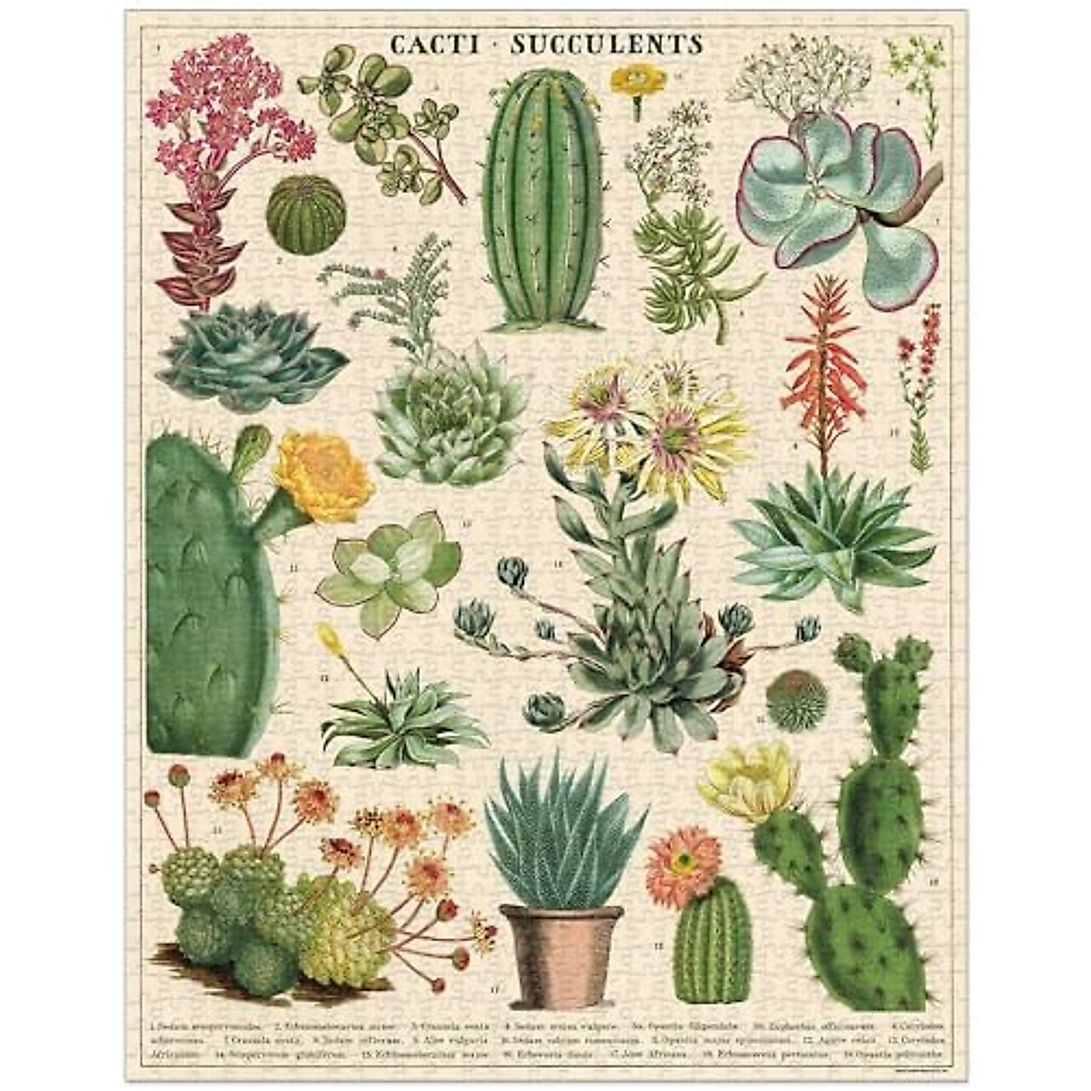 Cavallini Papers & Co. Cacti & Succulents 1,000 Piece Puzzle, Multi