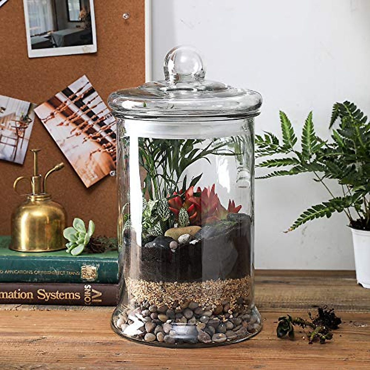 WHOLE HOUSEWARES 1.4 Gal Glass Apothecary Jar, 7.5X14 Inch Canister Set with Ball Lid 1 Piece