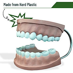 Ajax Scientific - Dental Care Mouth Model, Fake Teeth, Dental Hygiene Toy - with Giant Toothbrush - Plastic - 6 x 4.5 x 5 inches