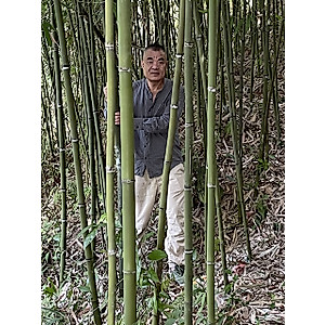 Zhu Bamboo Fly Rod Blank 2 Piece 2 Tips with NS ferrules (7'0'' #4), Silver