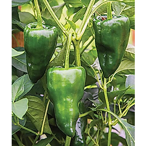 Burpee Poblano' (Ancho) 4" Heart-Shaped Dark Green to Red Peppers, 100 Seeds