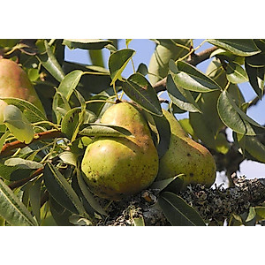 8 Cuttings of Bartlett Pear Trees for Propagation Cold Hardy - Fruit Live Plant