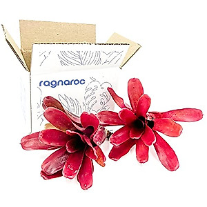 ragnaroc Live Plants - Bromeliad Neoregelia 'Fireball', Large 6" - 2ct - Live Arrival Guaranteed - House Plants for Home Decor & Gift