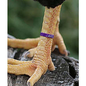 50 ZBand Numbered Poultry Leg Bands Fluorescent ~ Fits Sizes 6 to 14