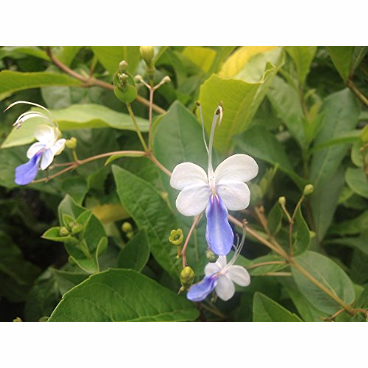 Blue Butterfly Bush Tropical Live Plant Clerodendrum Ugandense Unique Unusual Shaped Flower Starter Size Emeralds TM
