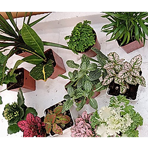 Terrarium & Fairy Garden Plants -3 Plants in 2.5" pots unique-jmbamboo