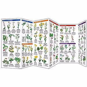 Tennessee Trees & Wildflowers: A Folding Pocket Guide to Familiar Plants (Nature Observation North America)