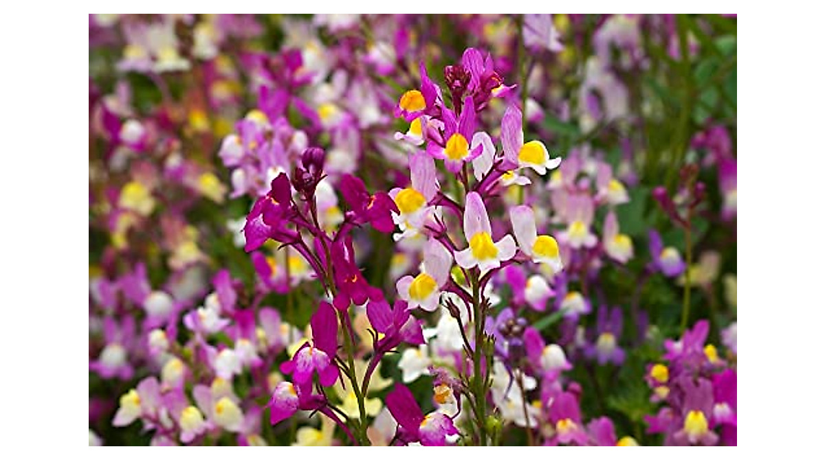 Fairy Bouquet Spurred Snapdragon Seeds - Vibrant Garden Flowers