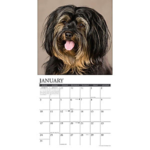 Just Havanese 2021 Wall Calendar (Dog Breed Calendar)