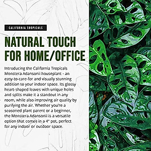 California Tropicals Monstera Adansonii Real Live Indoor Houseplants - Big Low Light Tropical Plant for Air Purifying Decorations - 4" Pots Easy Planting in Homes, Offices, and Outdoor Gardens