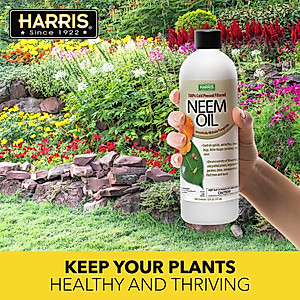 HARRIS Neem Oil, 100% Cold Pressed and Unrefined Concentrate for Plant Spray, High Azadirachtin Content, 12 Ounce for Aphids, Whiteflies, Mealy Bugs and More