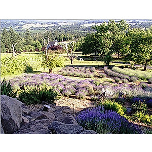 Lavender Massage Oil Candle — Candle Massage Wax Play & Relaxation, Aromatherapy Candle That Turns Into Massage Oil — Lavender Massage Wax Candle by Victoria's Lavender