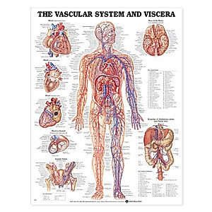 Vascular System and Viscera Anatomical Chart