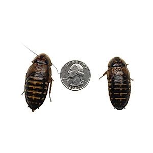 Live Dubia Roaches for Feeding Reptiles (10, Adult Female)
