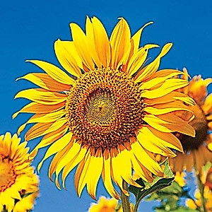 Skyscraper Sunflower Seeds for Planting | 20 Seeds | Rare, Exotic Garden Seeds | Huge 15-20 feet Tall with Giant Sunflowers