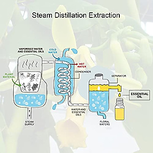 Vanilla Essential Oil Mumianhua Pure Vanilla Oil Essential Oil Vanilla Aromatherapy Oil for Skin, Hair, Diffuser, Soap Making, Candle Making, Cleaning 10ml