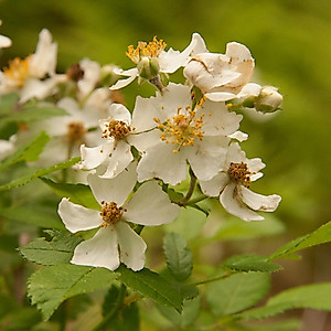 Rosa Multiflora Seeds Multiflora Rose, Baby Rose Fragrant Edible Fruit Culinary Uses Garden Borders Outdoor 20Pcs Flower Seeds by YEGAOL Garden