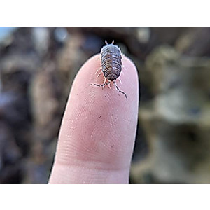 Ordinary Feed Live Powder Blue (Porcellionides pruinosus) Isopod - Cleanup Crew, Reptile & Amphibian Food (20 Count)