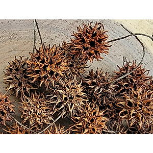 Sweet Gum Tree Seed Pods for Reptiles, Amphibians, Isopds, Terrarium, Bioactive Enclosures, 20 Count of Large 1" - 1.5" Natural and Organic Hand Collected Spikey Balls