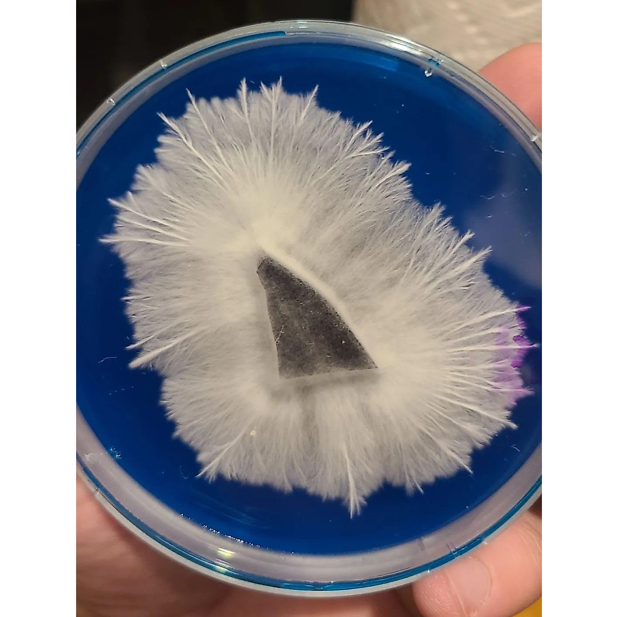 Booming Acres Colored Potato Dextrose and Yeast Agar | Prepoured Premade Sterile Petri Dish 20 Pack