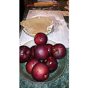 Disposable Apple Maggot Trap Kit 25 Apples, 25 Wire Holders, Two cans of Adhesive.