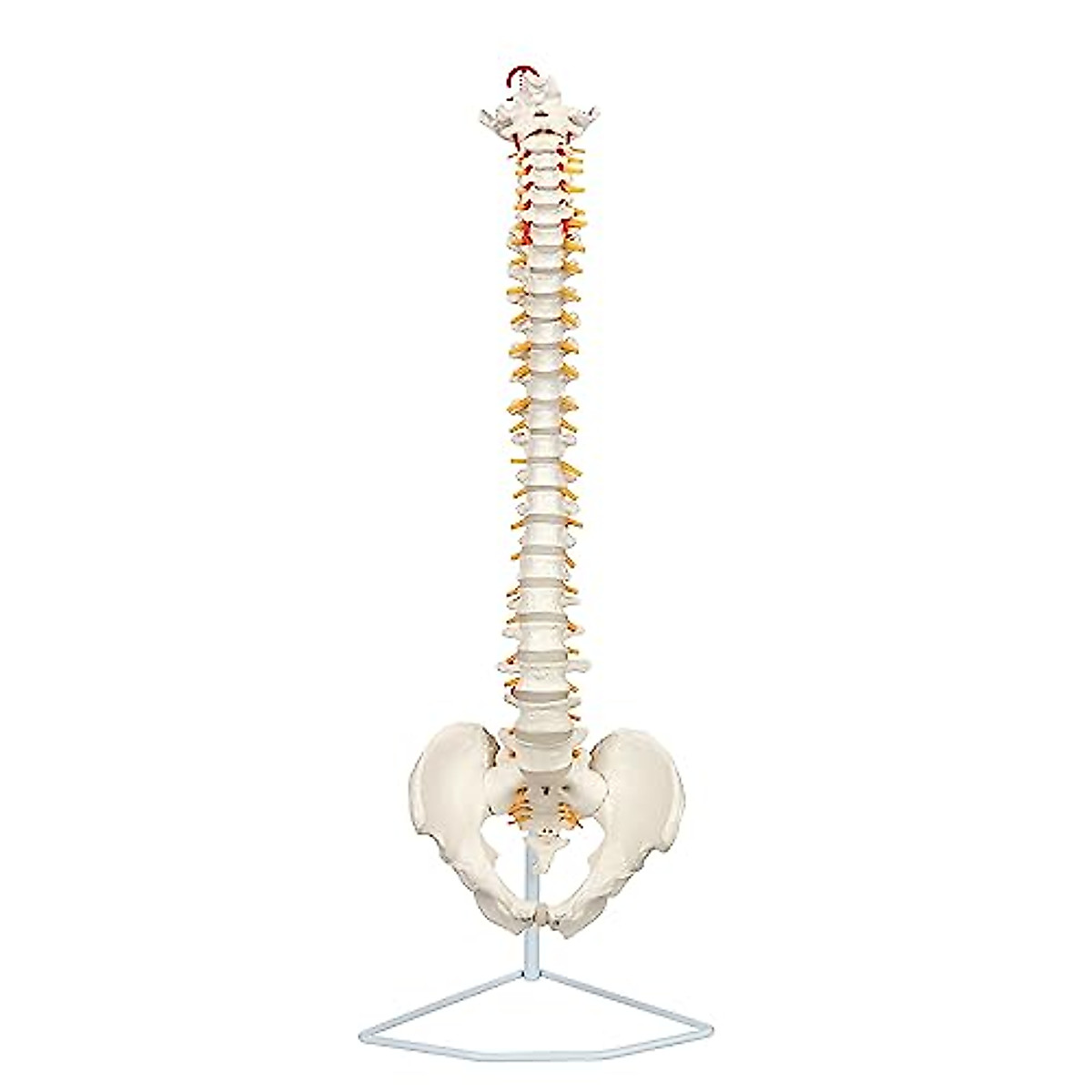 Axis Scientific, 34 Life Size Spine Model with Vertebrae,Nerves,Arteries, Lumbar Column,Male Pelvis - Human Anatomy Model for Education & Study - Includes Stand/Product Manual - Plastic Spine Model