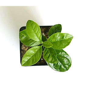Gerald Winters and Son Key Lime Tree Starter Plant . Citrus aurantifolia. 3” - 5”