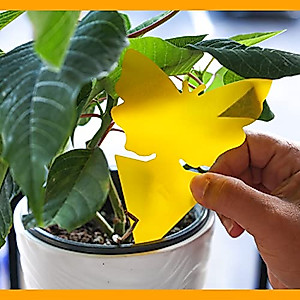 UCatch Gnat Sticky Traps for Plants - Effective Gnat Traps for House Indoor and Outdoor Garden with Super Sticky Adhesive | Yellow Fruit Fly Trap for Mosquitos, Black Flies, Fungus Gnats | 2 X 21