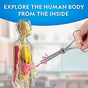 NATIONAL GEOGRAPHIC Human Body Model for Kids That Glows in The Dark - 32-Piece Interactive Anatomy Model with Bones, Organs, Muscles, Stand, Forceps & ID Chart, Anatomy and Physiology Study Tools