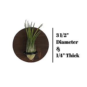 Set of 3 Air Plants Holders - Real Wood Live Air Plant Holders - Three 3 1/2" Wood Circles - Airplant Planter Holder