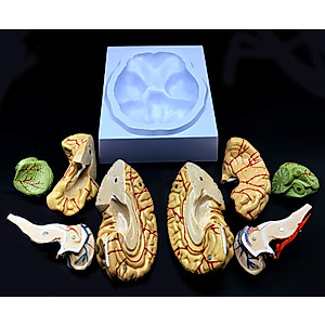 Human Brain Model, Anatomically Accurate Brain Model Life Size Human Brain Anatomy for Science Classroom Study Display Teaching Medical Model