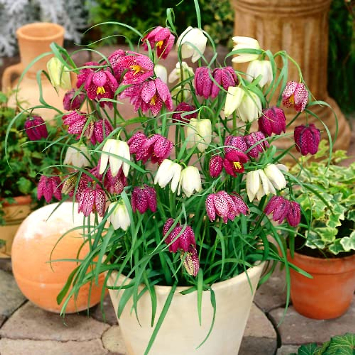 5 Fritillaria Meleagris Checkered Lily Tubers, Ornament Garden, Can Grow in Pot
