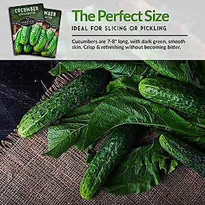 Survival Garden Seeds - Spacemaster Cucumber Seed for Planting - Packet with Instructions to Plant and Grow Container Friendly Cucumbers in Your Home Vegetable Garden - Non-GMO Heirloom Variety