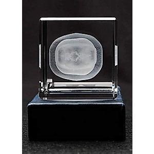 Anatomy Crystal (Tooth, 1 Pound)