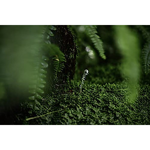 Nikon NIKKOR Z MC 105mm f/2.8 VR S