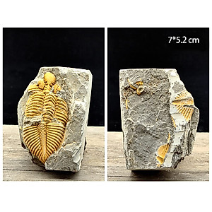 JIANEEXSQ Real Trilobite Fossil from Hunan of China 450 Million Years Ago for Collections and Education