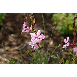 100 Pink GAURA Whirling Butterflies Gaura Lindheimeri Flower Seeds