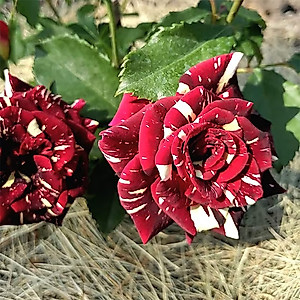 QAUZUY GARDEN 100 Rare Abracadabra Rose Rosa Seeds | Non-GMO Heirloom Perennial Flower Seed Striking Bush Vine Climber Fragrant Flower & Attract Pollinators