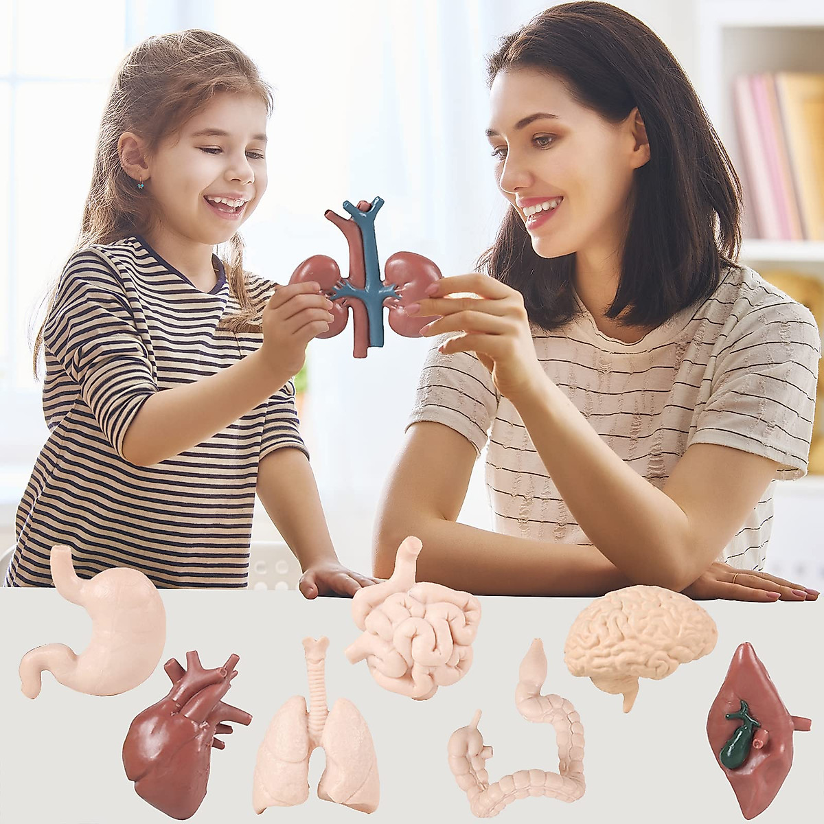 8PCS Human Organs Model Mini Human Body Parts Anatomy Toys for Kids, Anatomy Models Physiology Study Tools Students Sciences Learning Kit