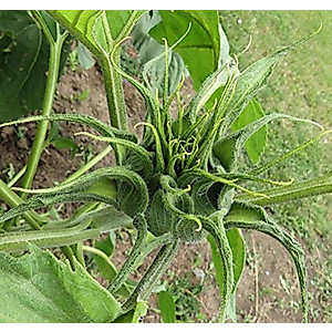 Sunflower Seeds for Planting 50 Pcs Seeds Rare Multi Color Garden Seeds Sunflowers