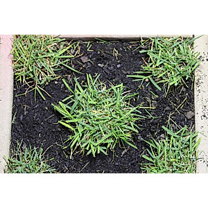 Zoysia Plugs - 50 Large Grass Plugs - Drought Tolerant, Low Maintenance EZPLug