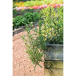 Burpee Mexican Tarragon Seeds 500 seeds