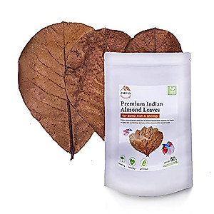 JAITAN Premium Indian Almond Leaves – Water Conditioner, Benefits with Fish Fin Color Enhancement, Effective Breeding of Betta Fish & Shrimp, 8-10 Inches, 50g (20+ Leaves/Pack)