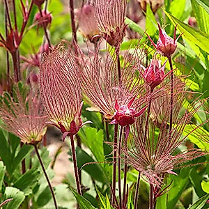 50 Pcs Prairie Smoke Seeds Plant Fresh Garden Seeds ,Geum triflorum Seeds Non-GMO