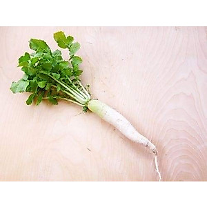 Japanese Minowase Daikon Radish (Raphanus sativus) White 1 Gram Seeds for Planting, Heirloom & Non GMO, Open Pollinated, Asian Vegetable Biennial, Fall/Spring Garden/Containers